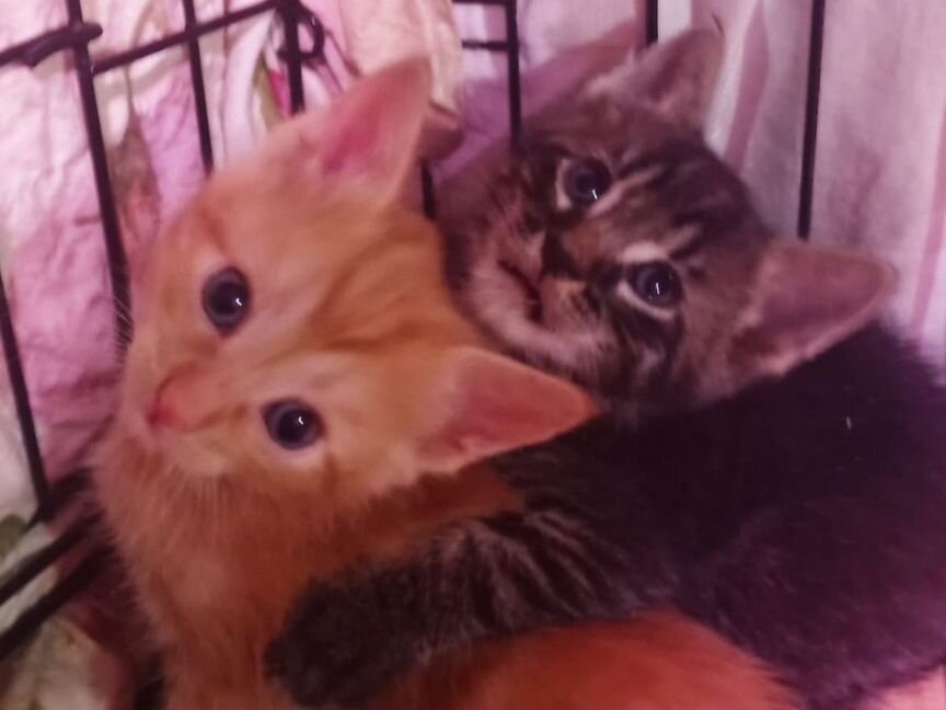 Рыжие котята и нетолько