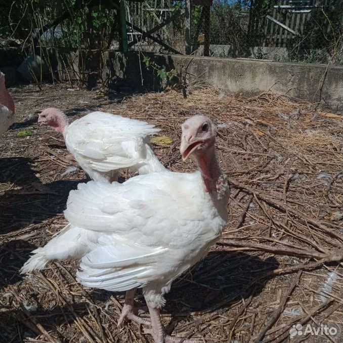 Индюшата Биг 6. Возраст 2 месяц и 3 месяца