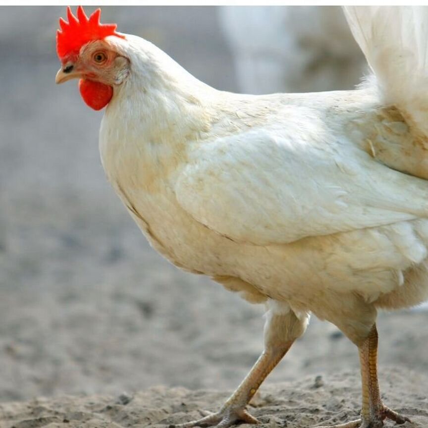 Куры несушки