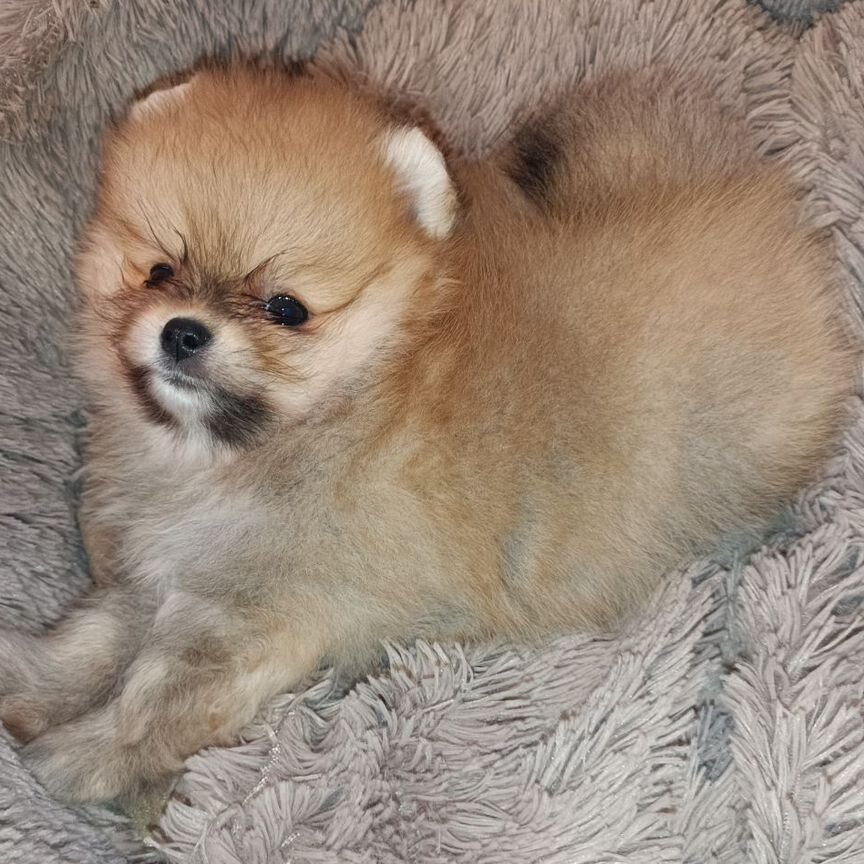 Мини крошка шпиц