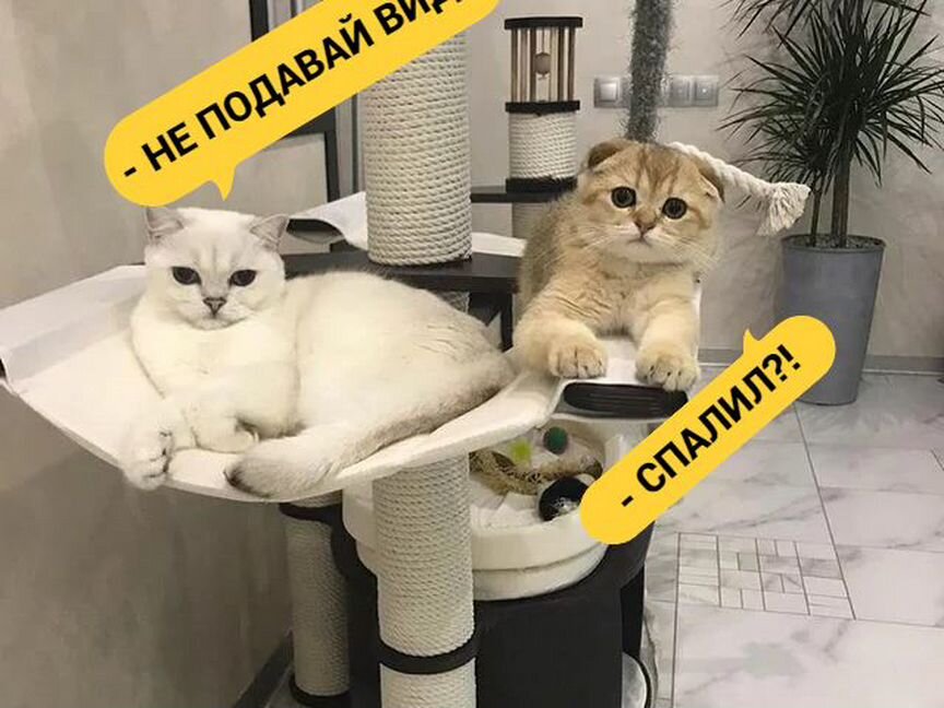 Когтеточка домик для кошки