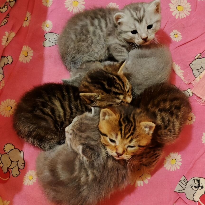 Шотландский прямоухий короткошёрстный котёнок