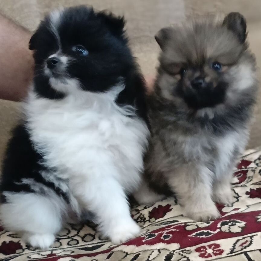 Немецкий шпиц, щенок