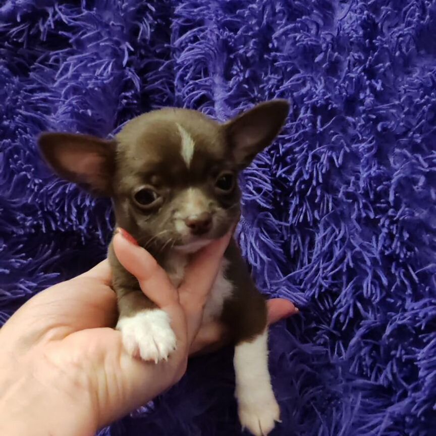 Чихуахуа мини