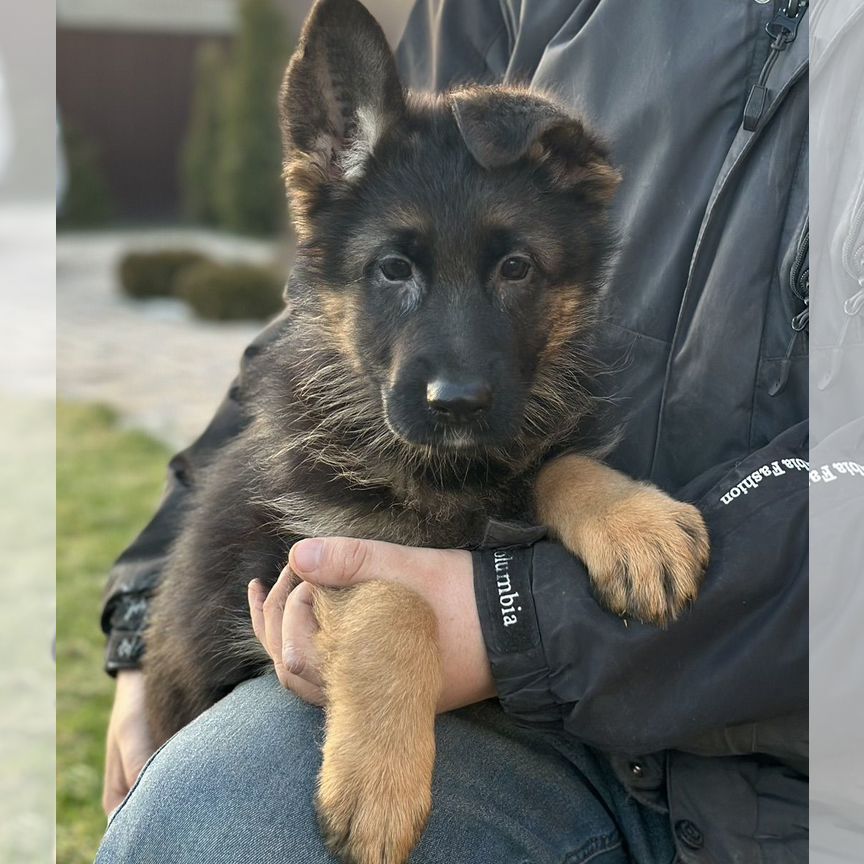 Немецкая овчарка, щенок