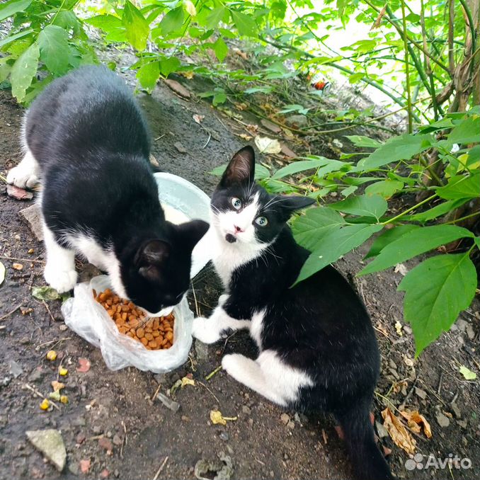 Котята в хоршие руки