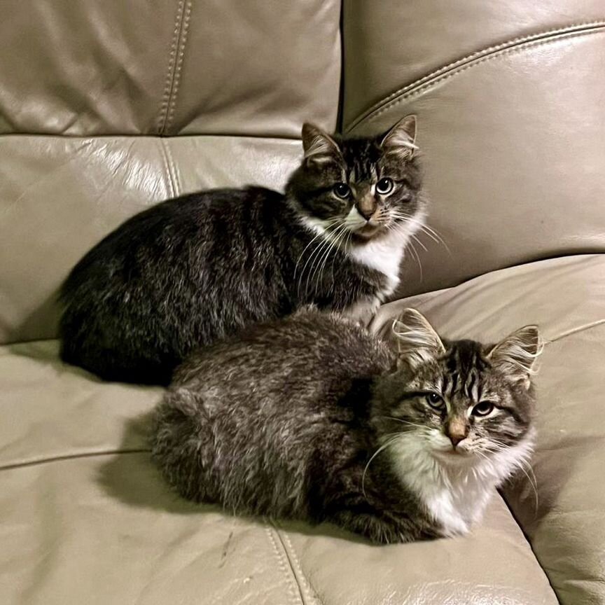Котята