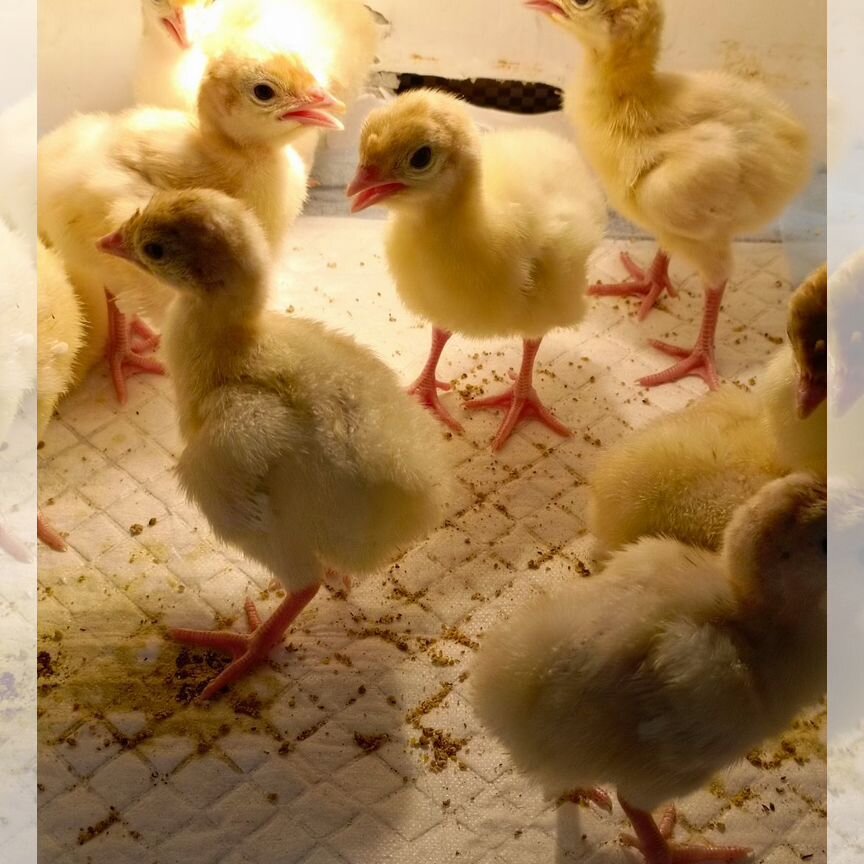 Индюшата тяжелый кросс