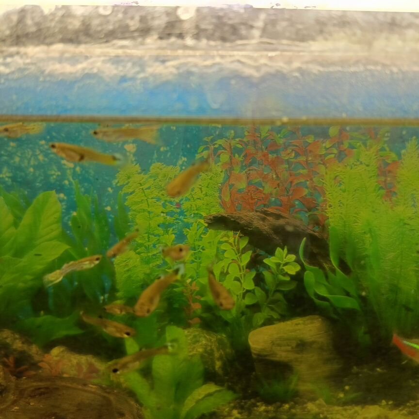 Рыбки гуппи,сом и неоны