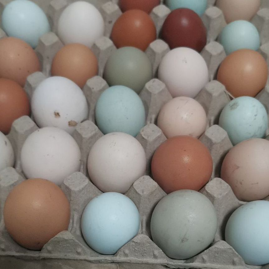 Инкубационное яйцо