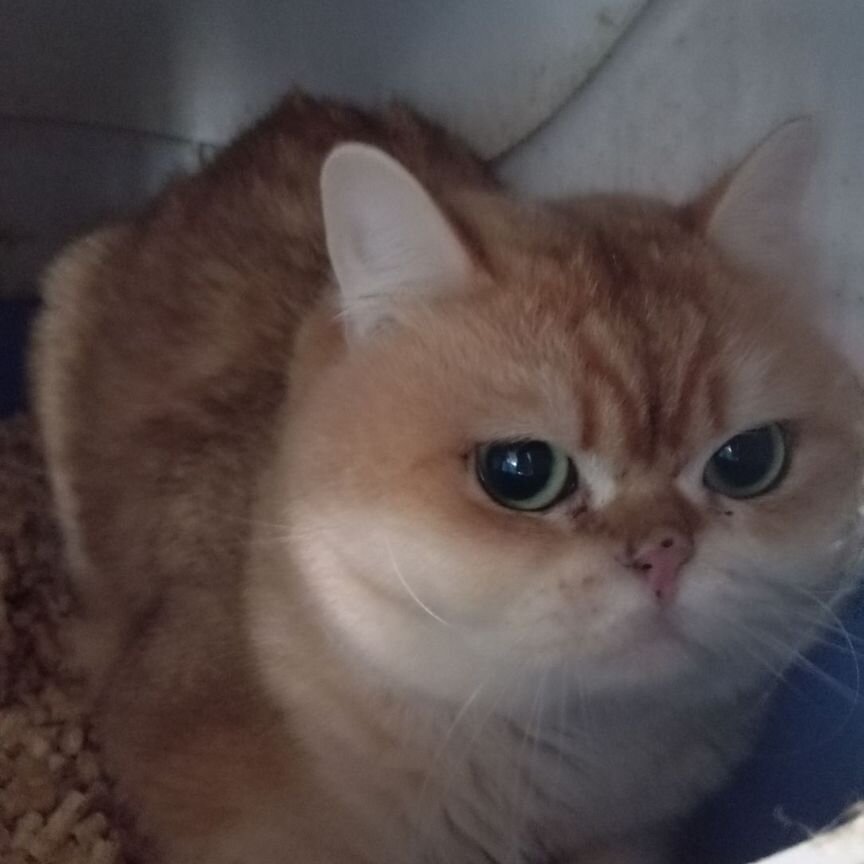 Молодой британский лорд ищет дом