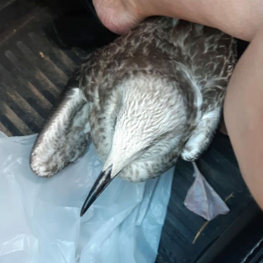 Чайка в добрые и ответственные руки