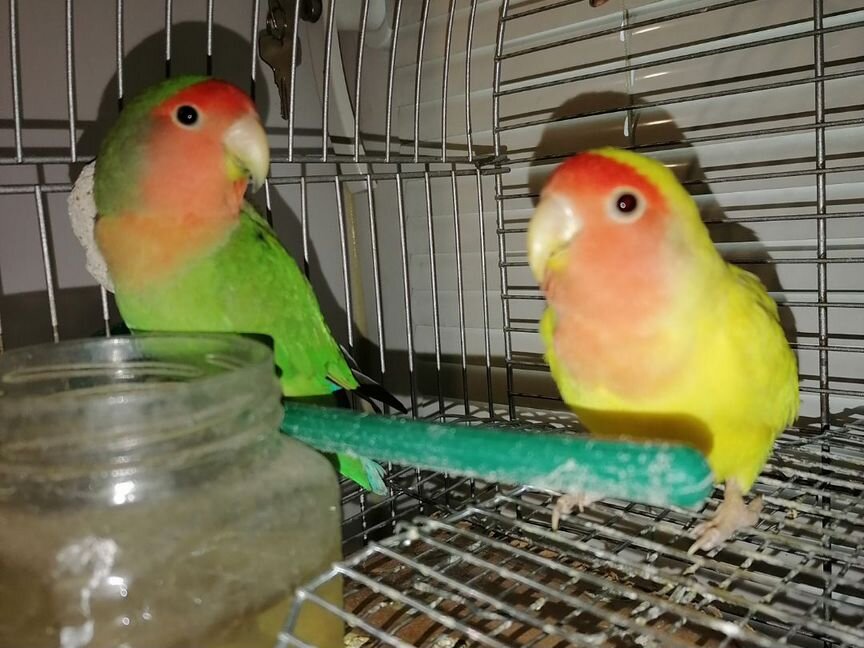 Попугаи неразлучники