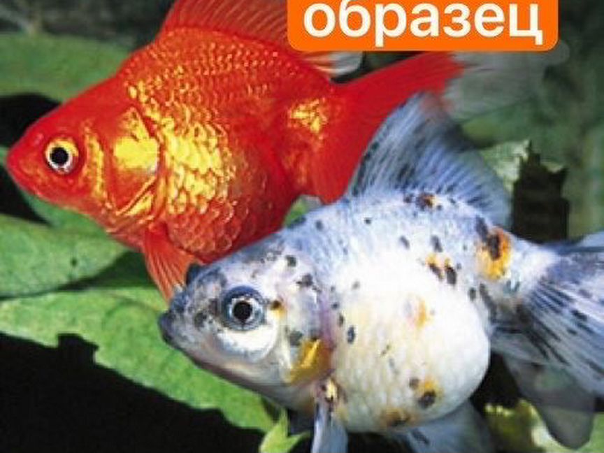 Рыба Риукин