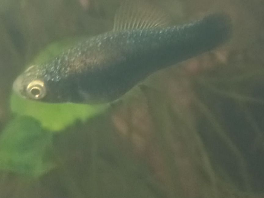 Меченосец чёрный, меченосец. Пецилия