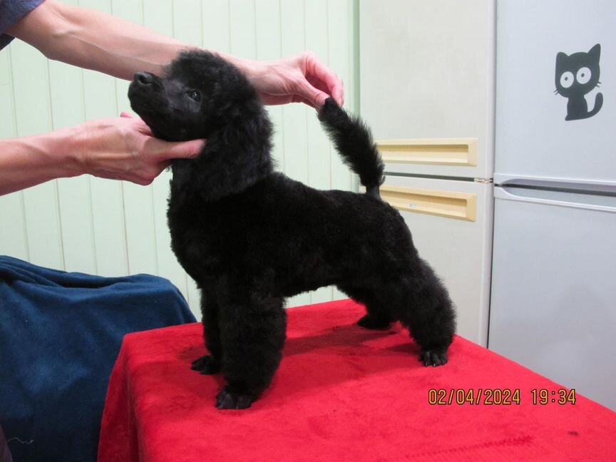 Черный малый пудель