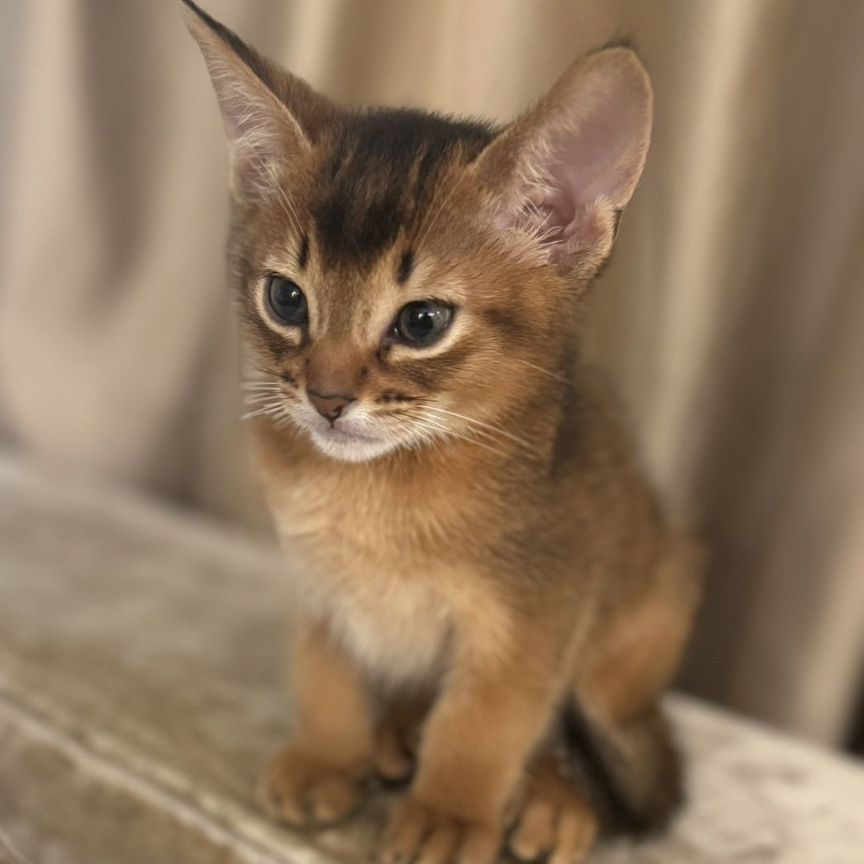 Аббисинский кот