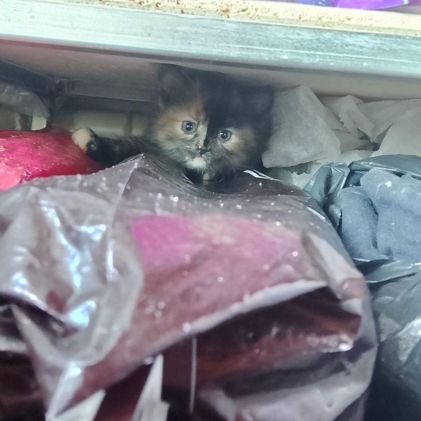Котёнок в добрые руки