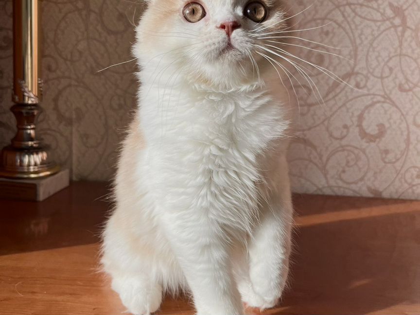 Шотландский вислоухий котенок