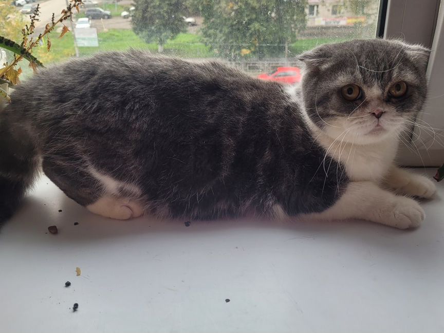 Одам бесплатно кота