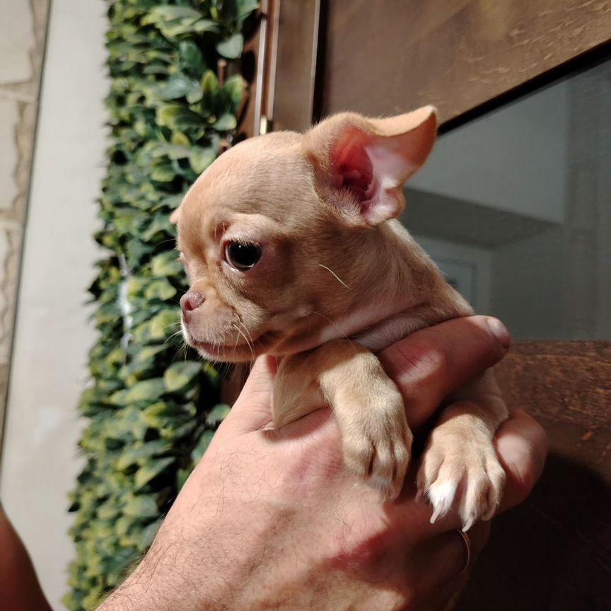 Щенки чихуахуа мини