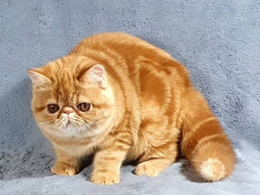 Экзотическая Веснушка