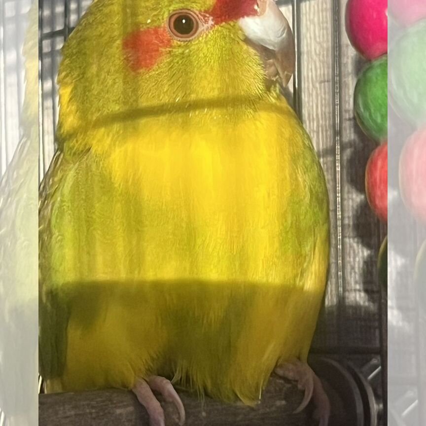 Какарик