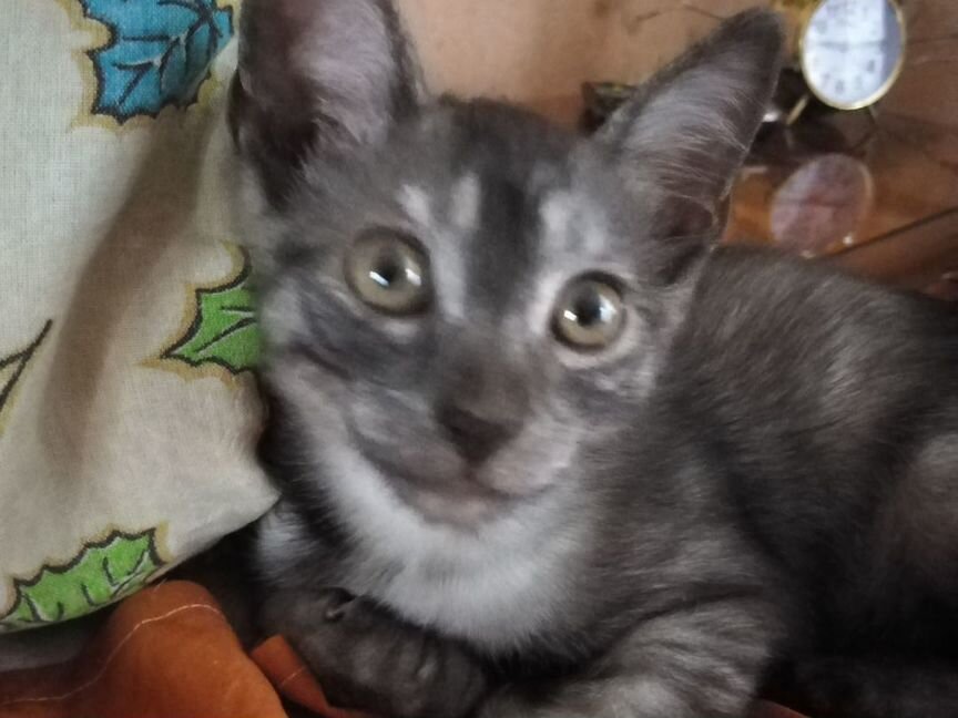 Котик в добрые руки