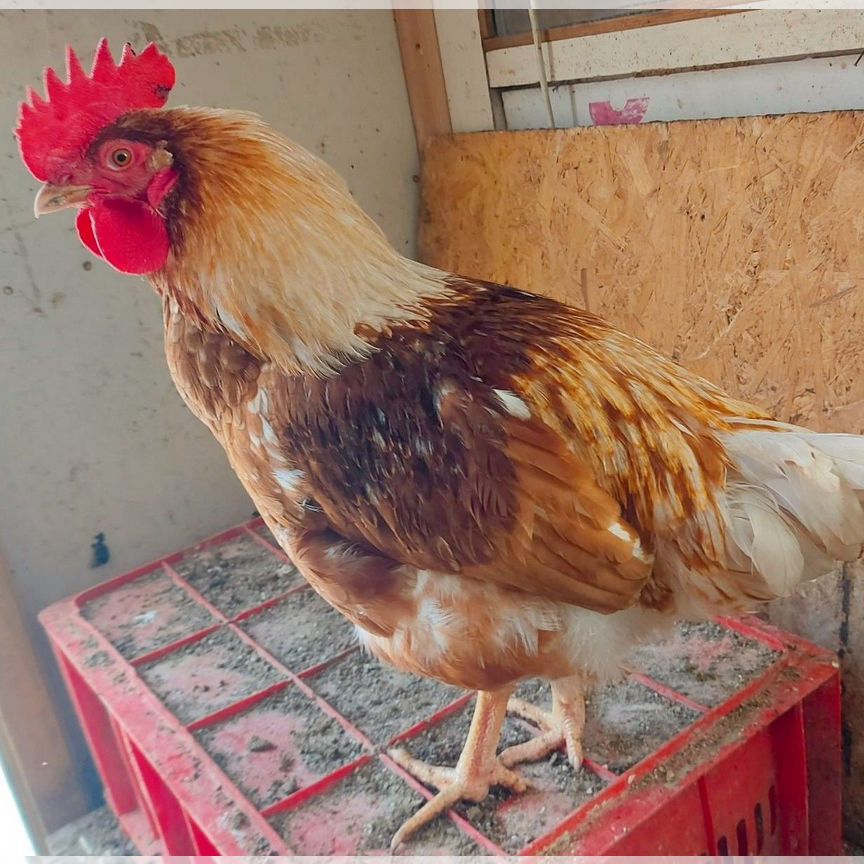 Петух ломан браун
