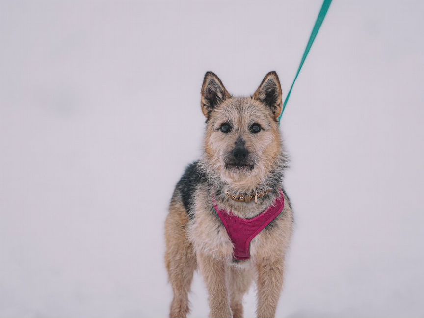 Собака Дейзи в добрые руки