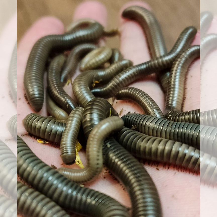 Кивсяки, колония 17шт