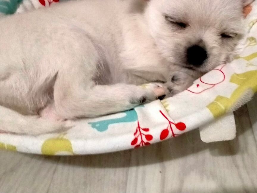 Маленькая собака