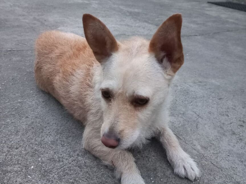 Собаки бесплатно в добрые руки