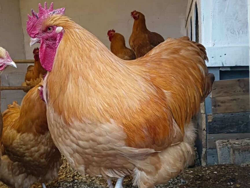 Петух орпингтон палевый