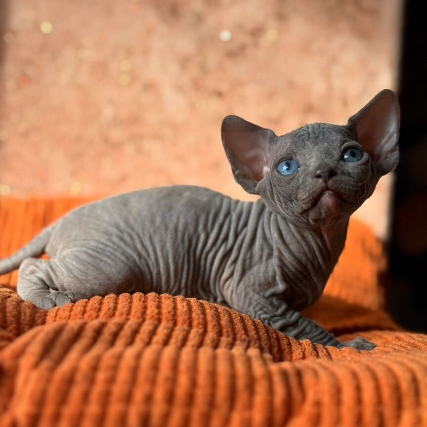 Котята дбе