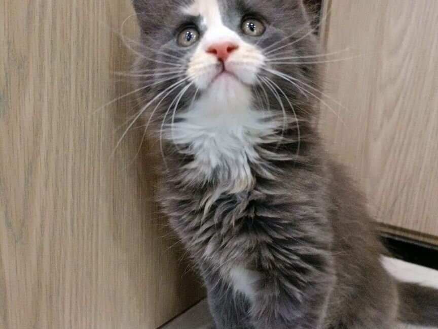 Котёнок мейн-кун девочка