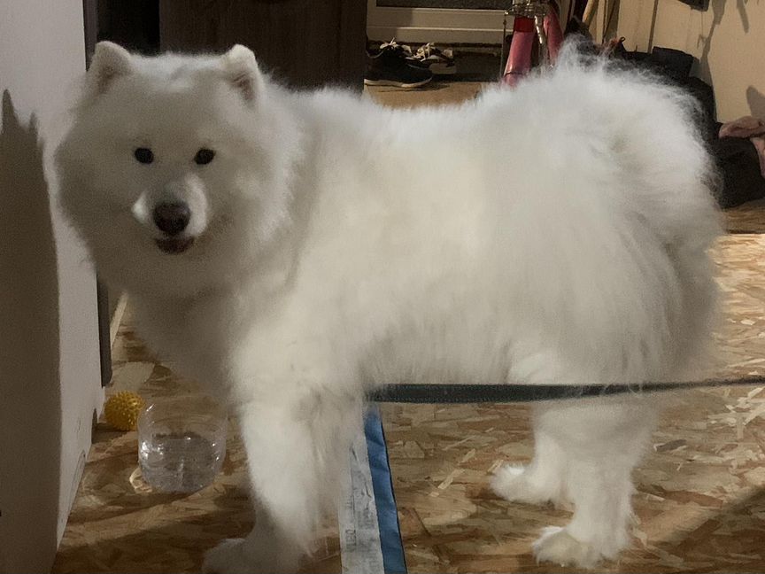 Самоед в добрые руки