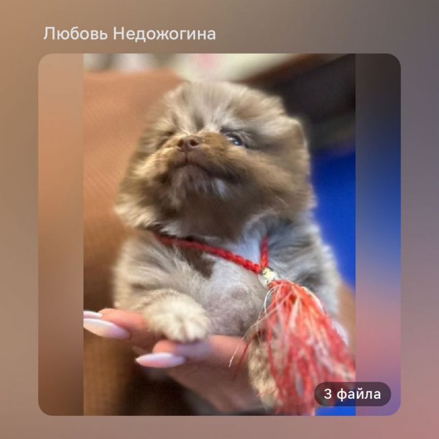 Шоко мрамор шпиц