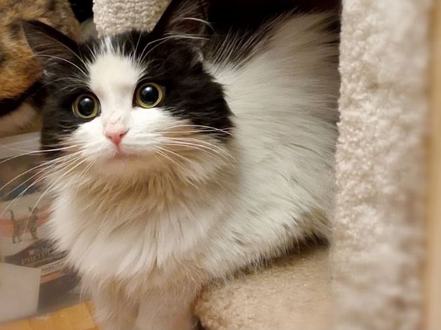 Молоденькая кошечка Ариэль