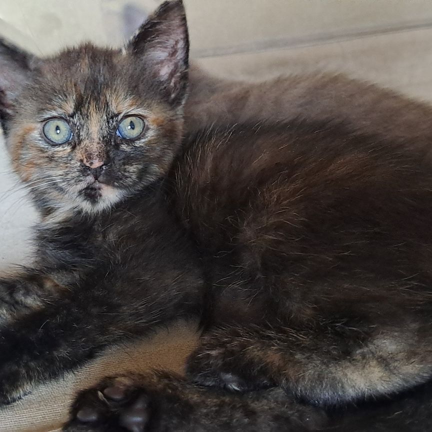 Котёнок