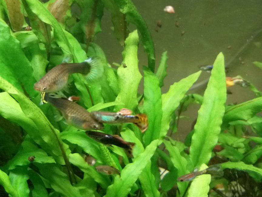 Растения для аквариума