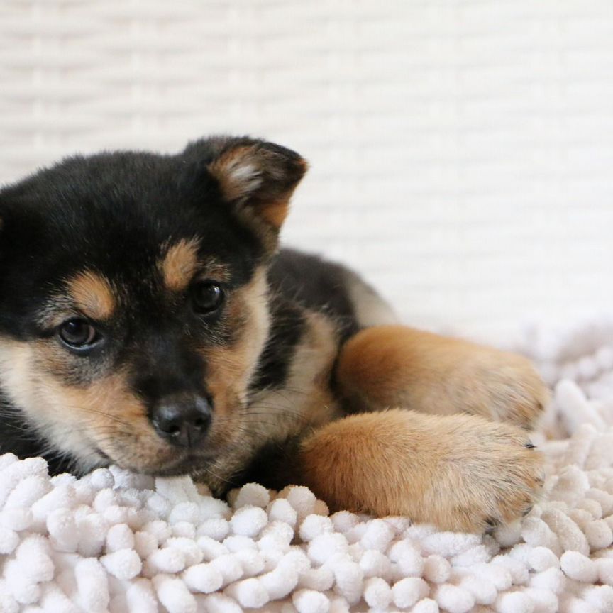 Отдам в добрые руки