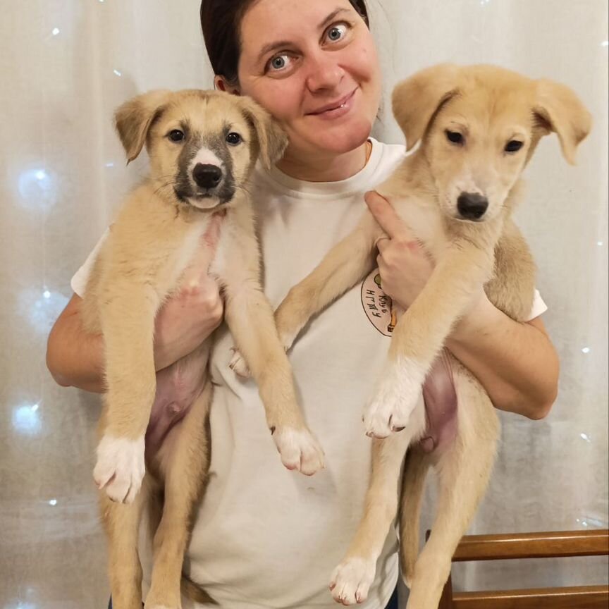 Щенки в добрые руки