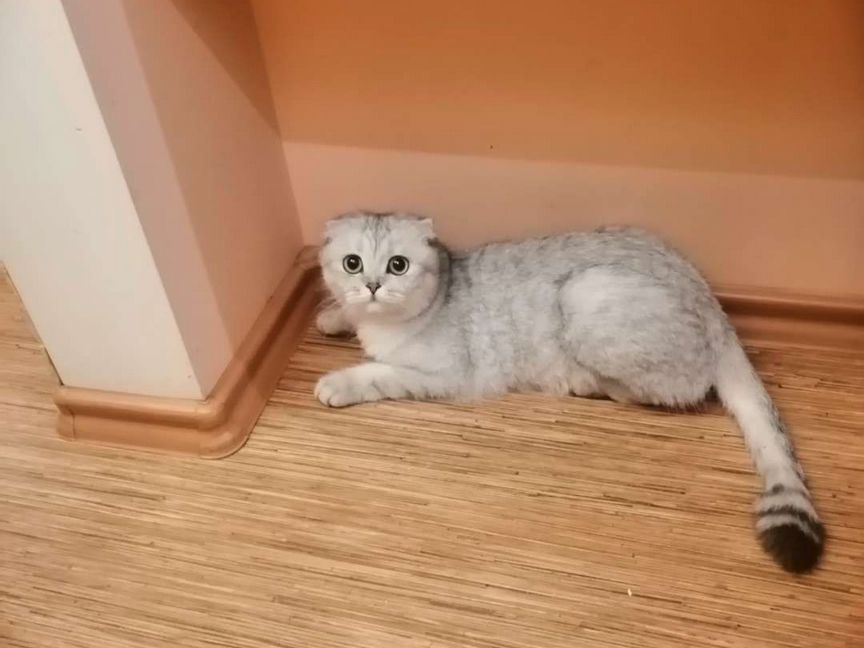 Кошка