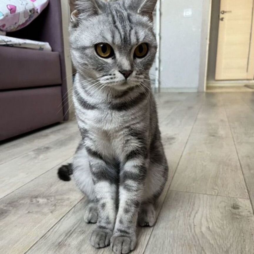 Шотландская прямоухая короткошёрстная, взрослая кошка