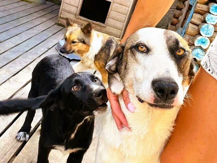 Красавица ищет дом