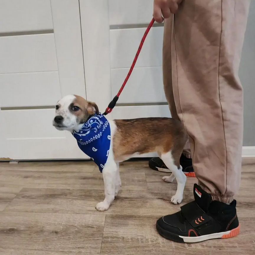 Щенок в добрые руки