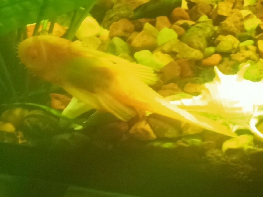 Анцитрусовый сом