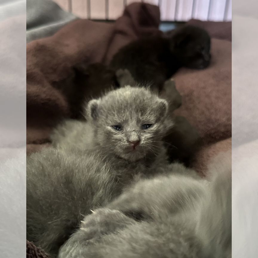 Курильский бобтейл короткошёрстный котёнок