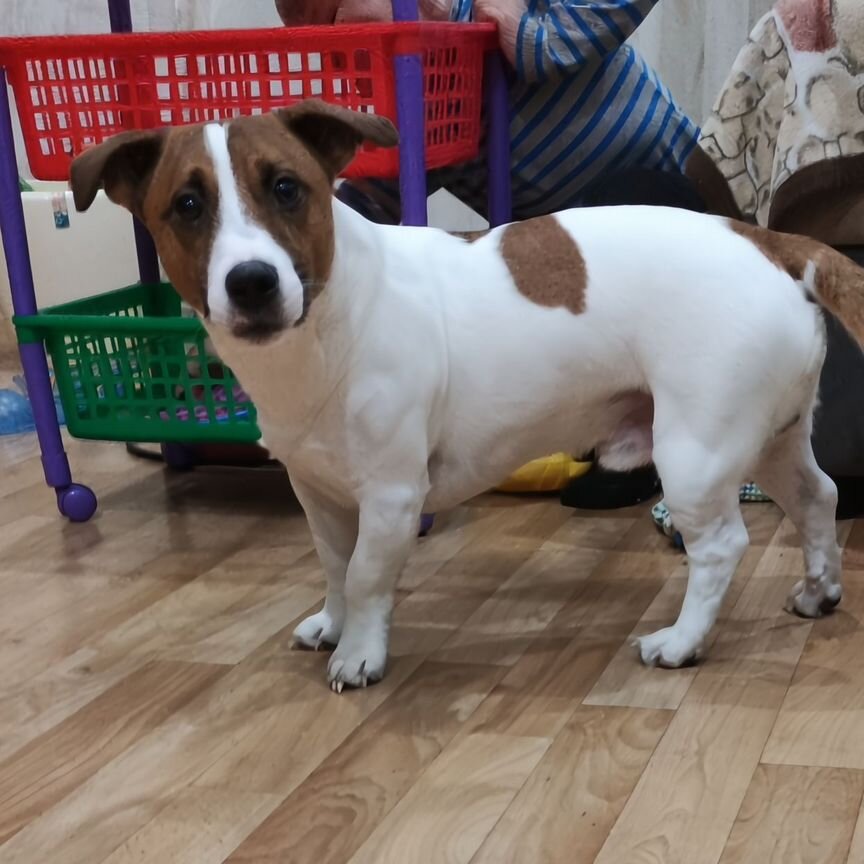 Джек-рассел-терьер, взрослая собака